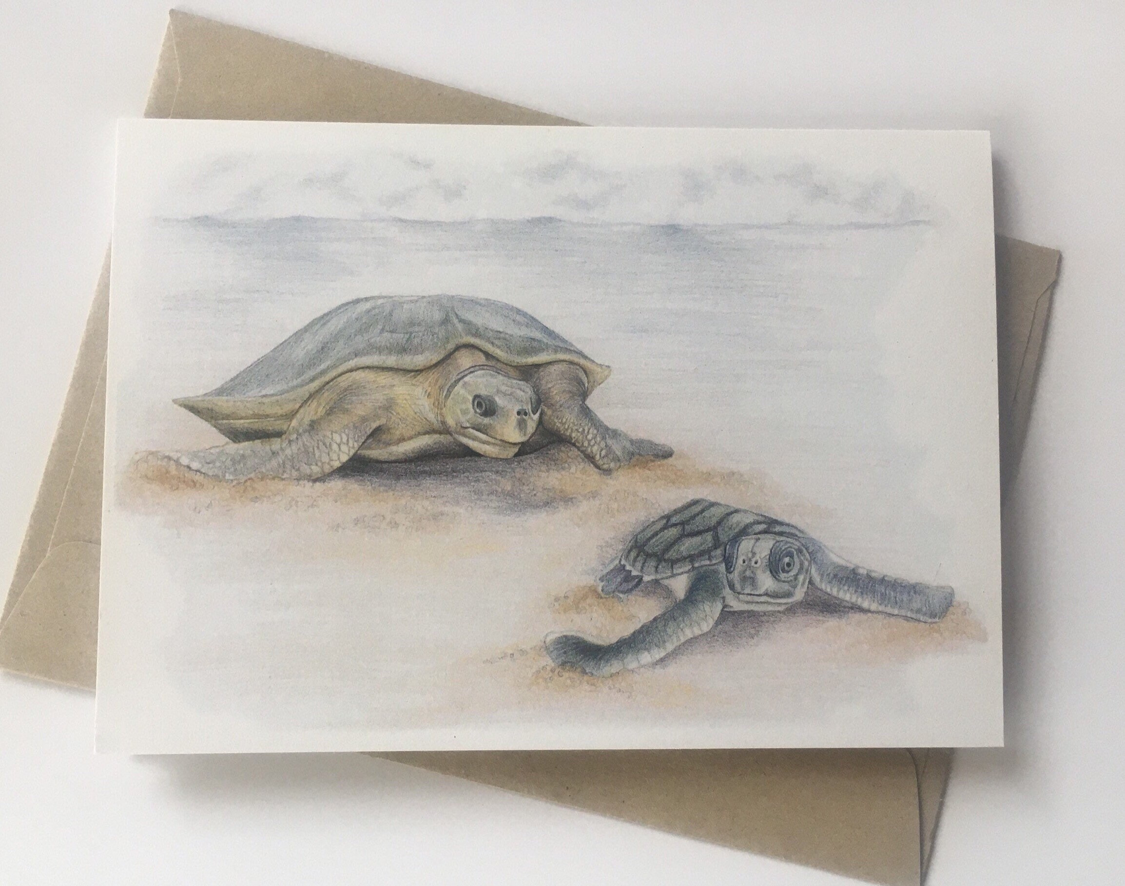 Flatback Turtles Australian Wildlife Art Greeting Card | Etsy