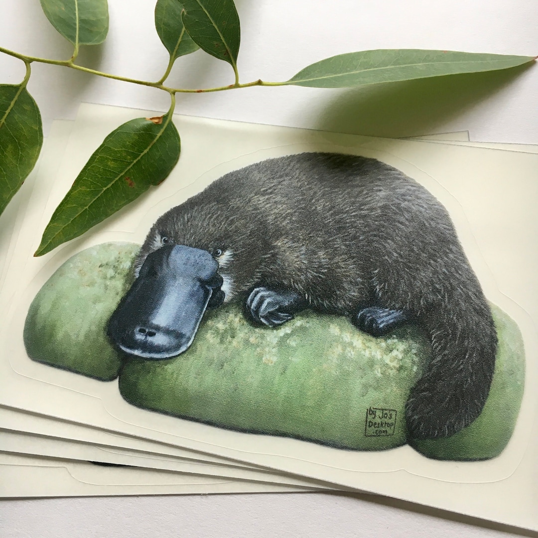 Platypus Vinyl Sticker: Australian Animal Art Decal - Etsy