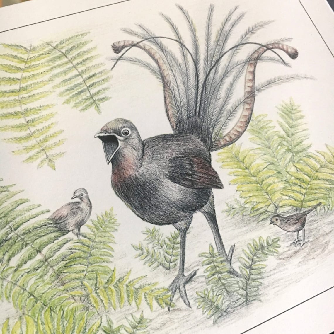 Superb Lyrebird Medium Australian Wildlife Print A4 - Etsy