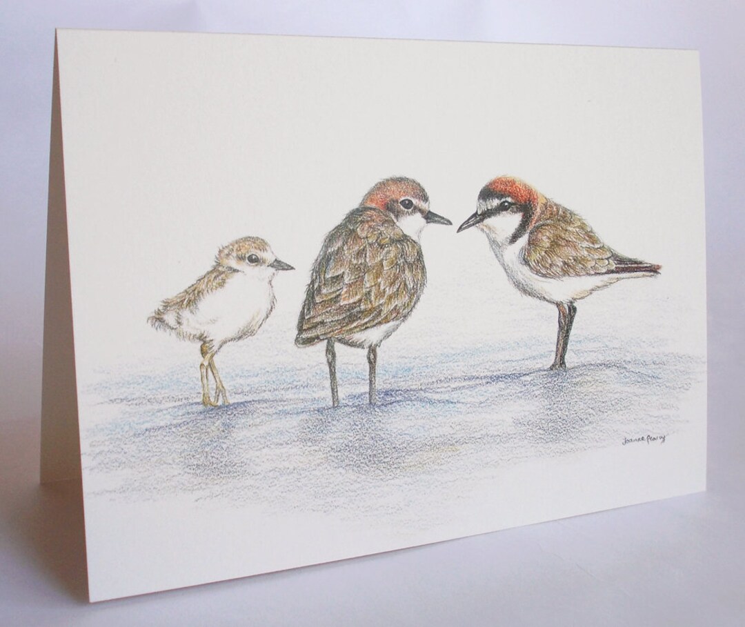 Red-capped Plover Art Card, Australian Shorebird, Wildlife Pencil ...