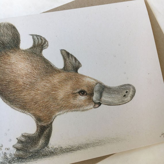 How To Draw An Australian Platypus