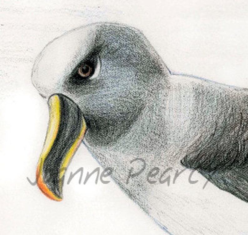 Grey-headed Albatross Greeting Card Australian Wildlife Art - Etsy