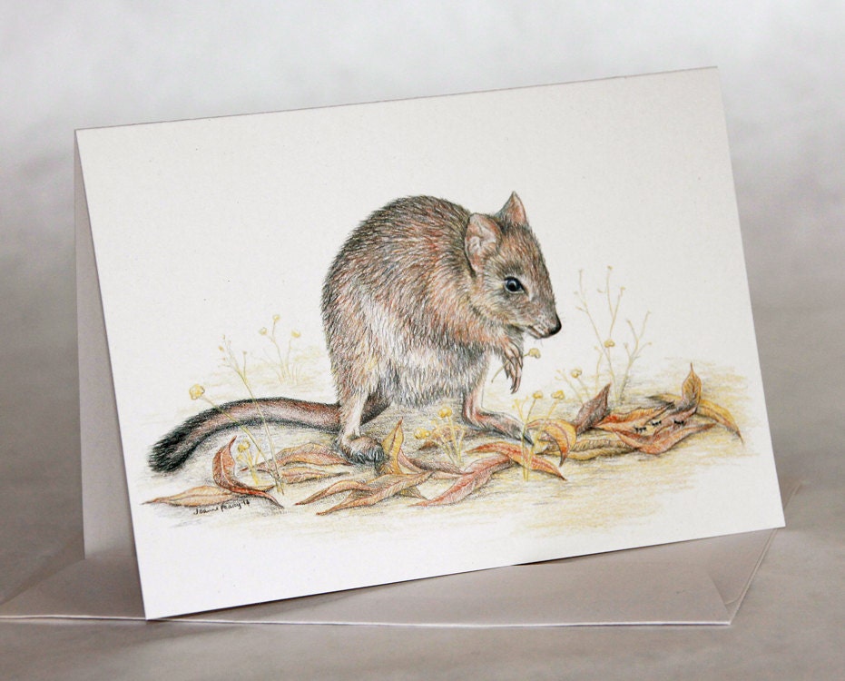Woylie Australian Wildlife Art Greeting Card. Brush-tailed Bettong Cute ...
