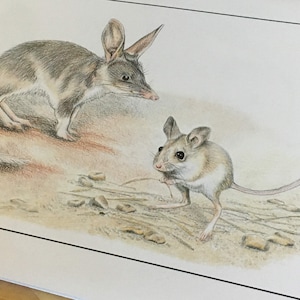 Bilby and Mouse A3 Australian Wildlife Wall Art Print Size 420x297mm ...