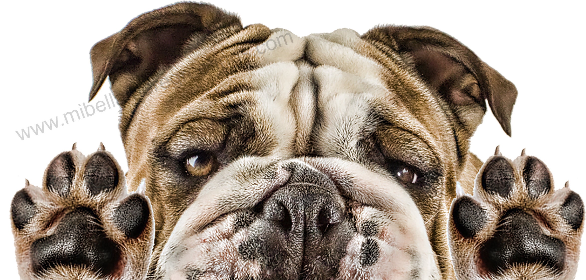 Peeking Bulldog Window Decal, 2 Colors Avail (brn/white and White) - Etsy