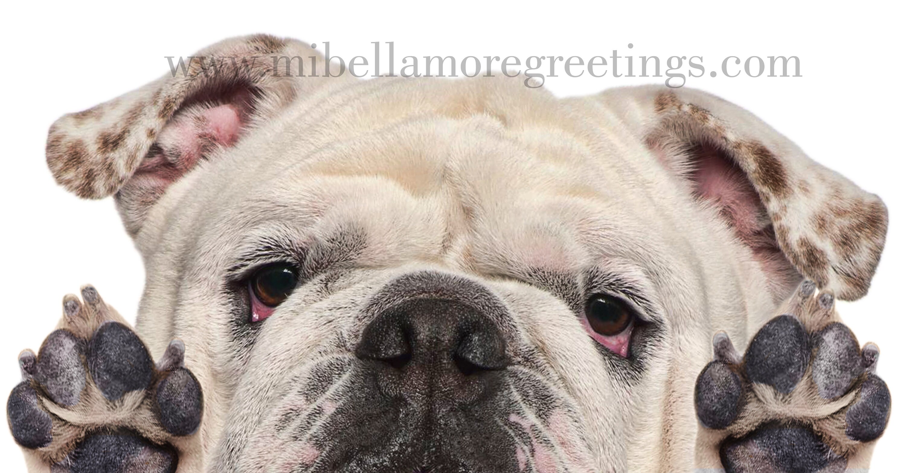 Peeking Bulldog Window Decal, 2 Colors Avail (brn/white and White) - Etsy