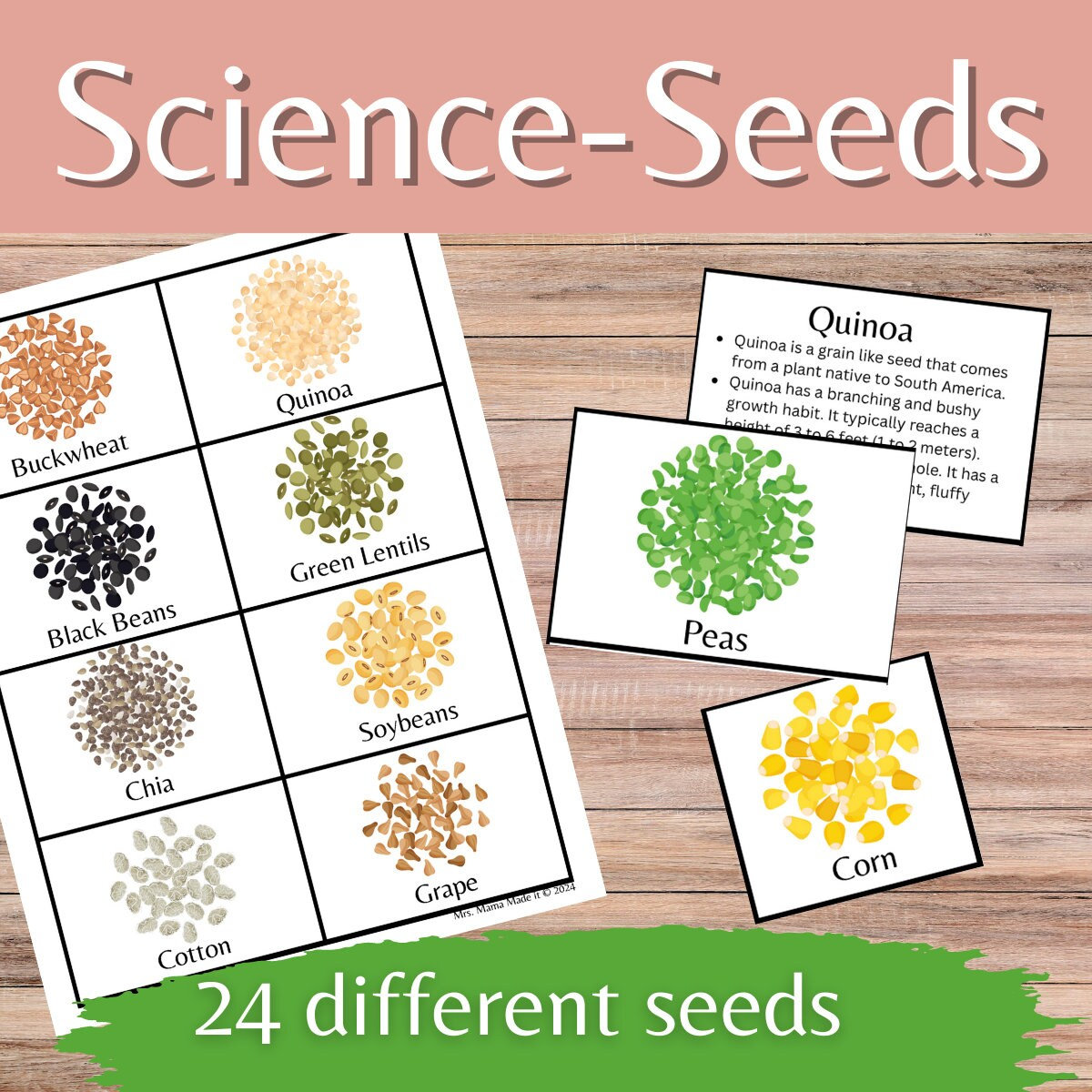Seeds Information Cards and Matching Game for Homeschool and Classroom ...