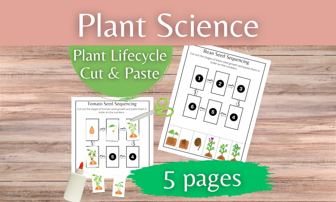 Plant Life Cycle Sequencing Cut and Paste Worksheets — Spring & Fall ...