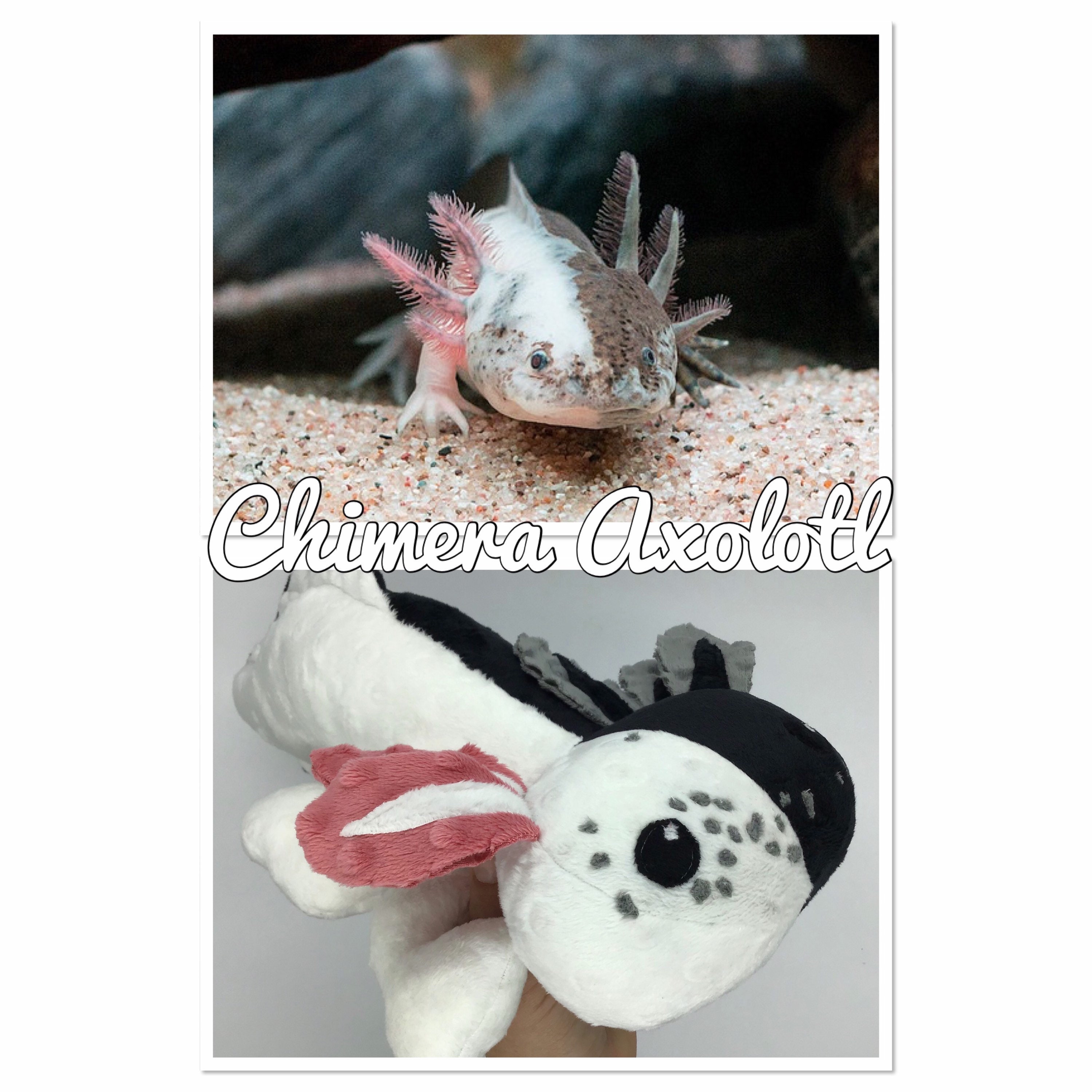 Chimera Axolotl