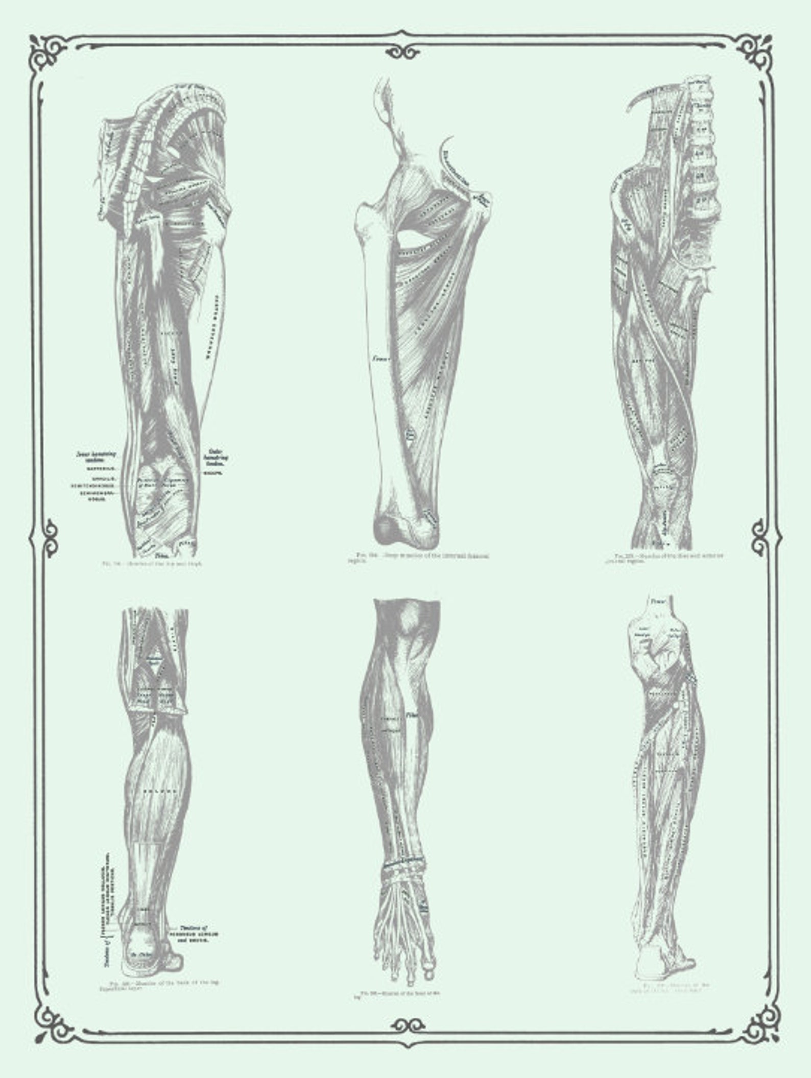 Grays Anatomy Muscles of the Leg Massage Room Poster Anatomy Chart ...