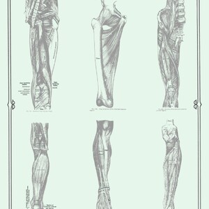 Grays Anatomy Muscles of the Leg Massage Room Poster Anatomy Chart ...