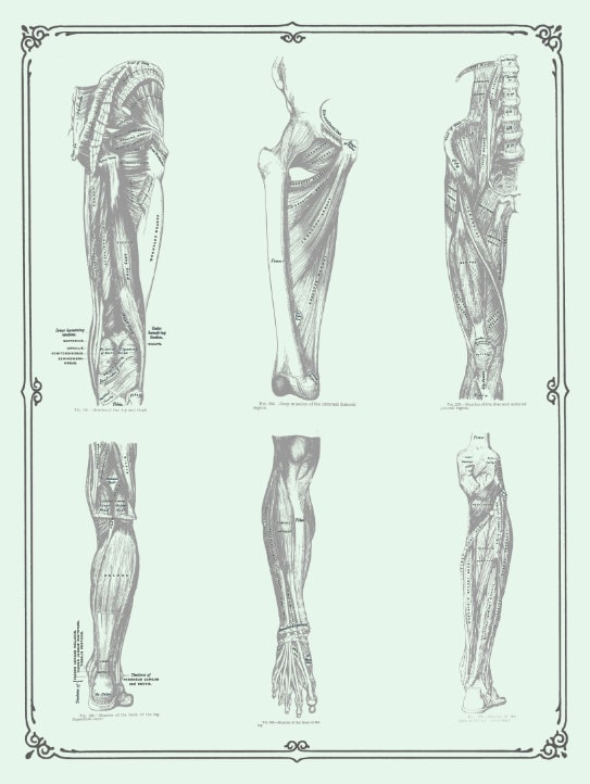Leg Muscle Anatomy Poster Custom - Etsy