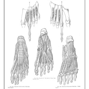 Gray's Anatomy Foot Muscles Coral Gray Feet Massage Room Podiatry ...