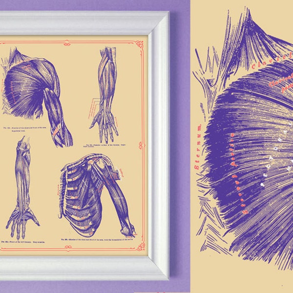 Yoga Anatomy Poster - Etsy