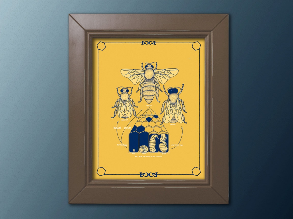 Honey Bee Life Cycle Poster Diagram Navy Blue on Gold - Etsy