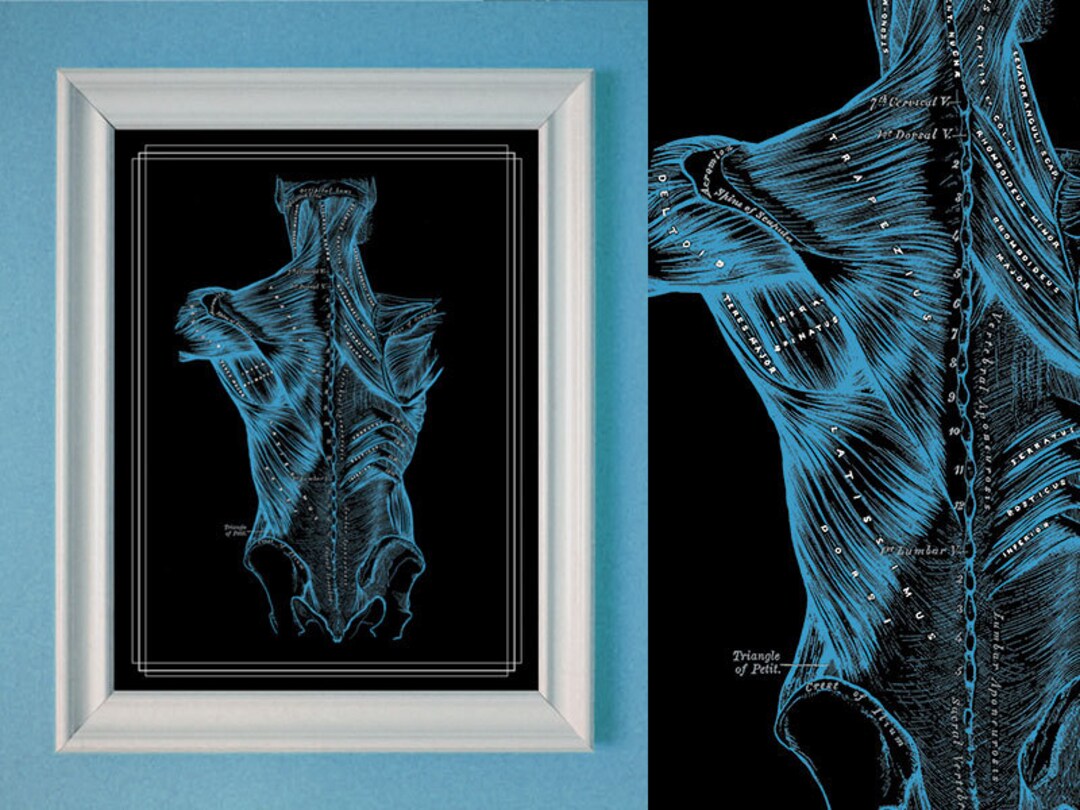Grays Anatomy Muscles of the Back Massage Room Poster Anatomy Chart ...