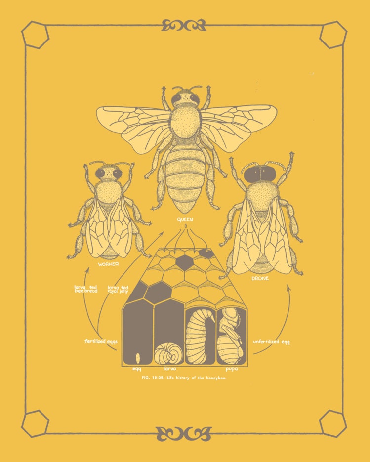 Honey Bee Life Cycle Poster Diagram Purple on Gold Beekeeper - Etsy