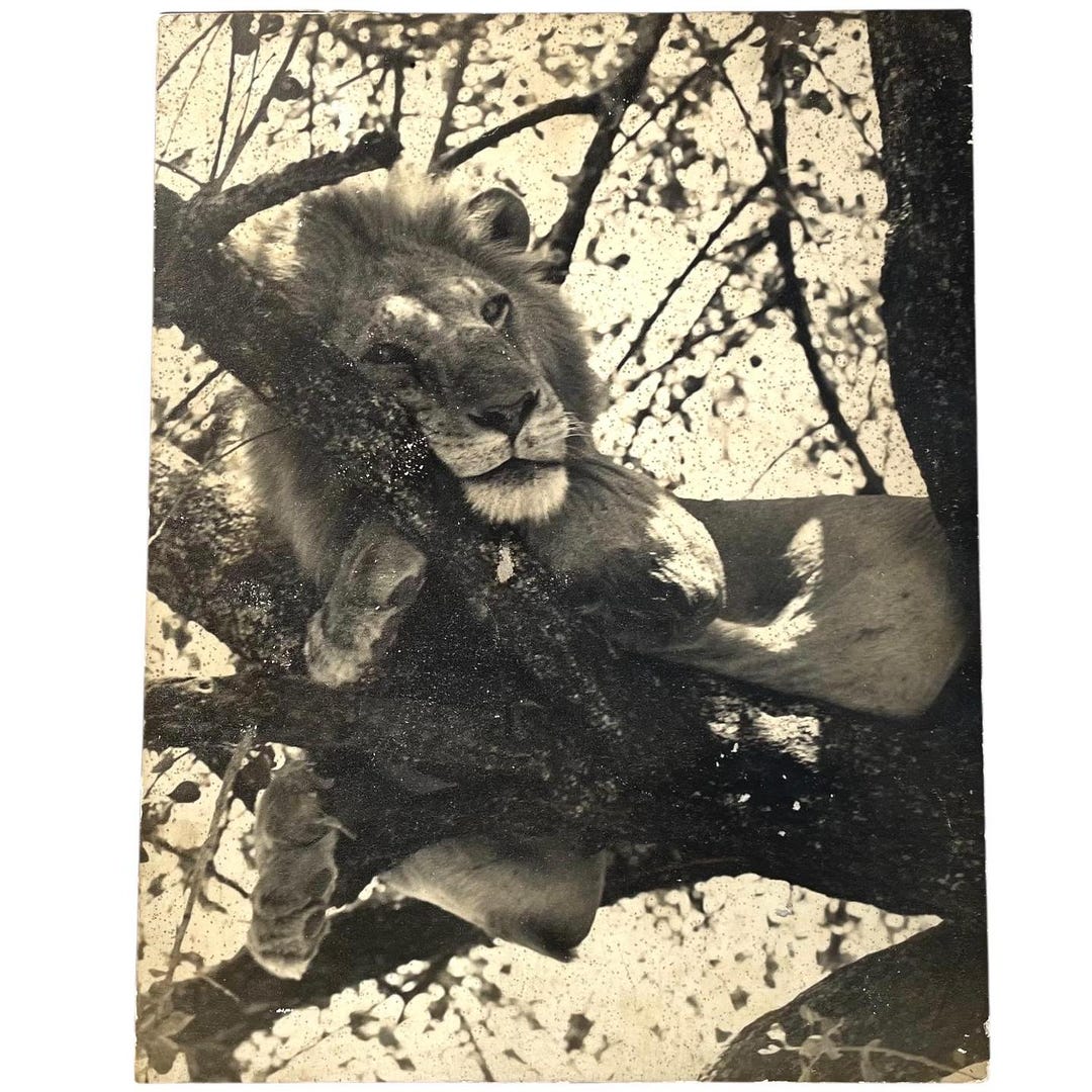 Vintage African Animal Safari Photographic Lion in Tree Print Display ...