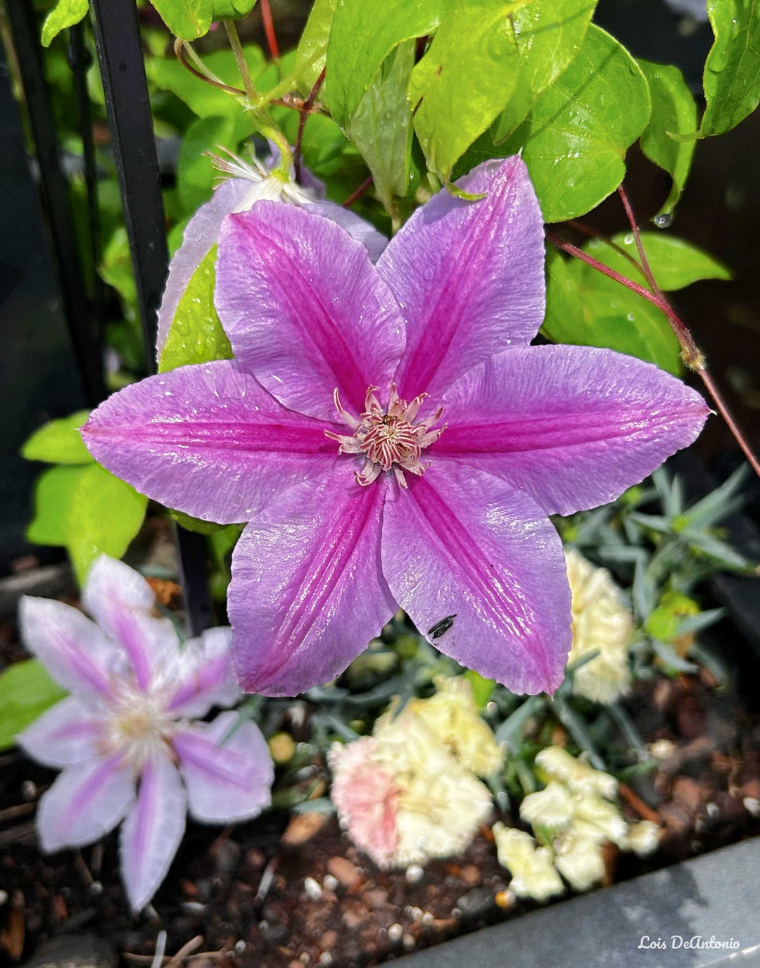 Purple Italian Clematis Flower Photograph Wet Rain Flower Art Print ...