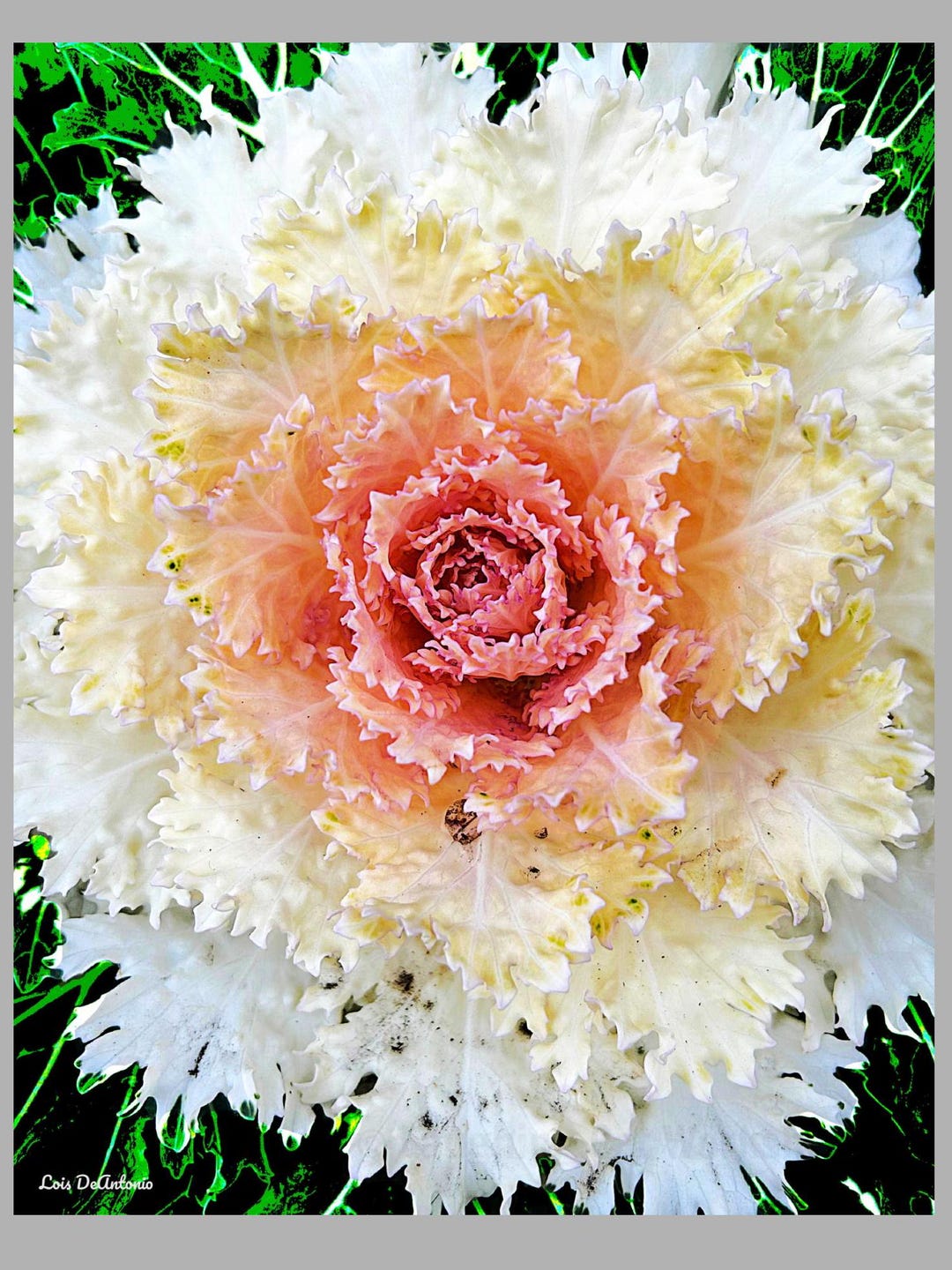 Food Photography White Pink Cabbage Art Print Vegetable Garden Kitchen ...