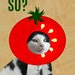 Tomato Art Funny Hipster Cat Art Meme Print Whimsical Photobomb Wall ...