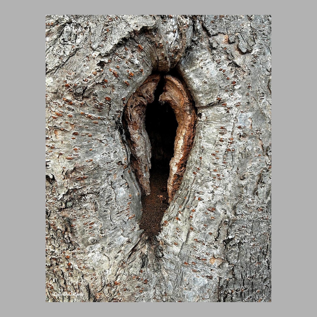 Tree Photograph Knothole Knot Hole Print Whimsical Green Forest ...