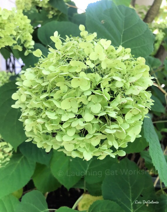 Green Hydrangea Photograph Nature Photography Outdoor Flower - Etsy
