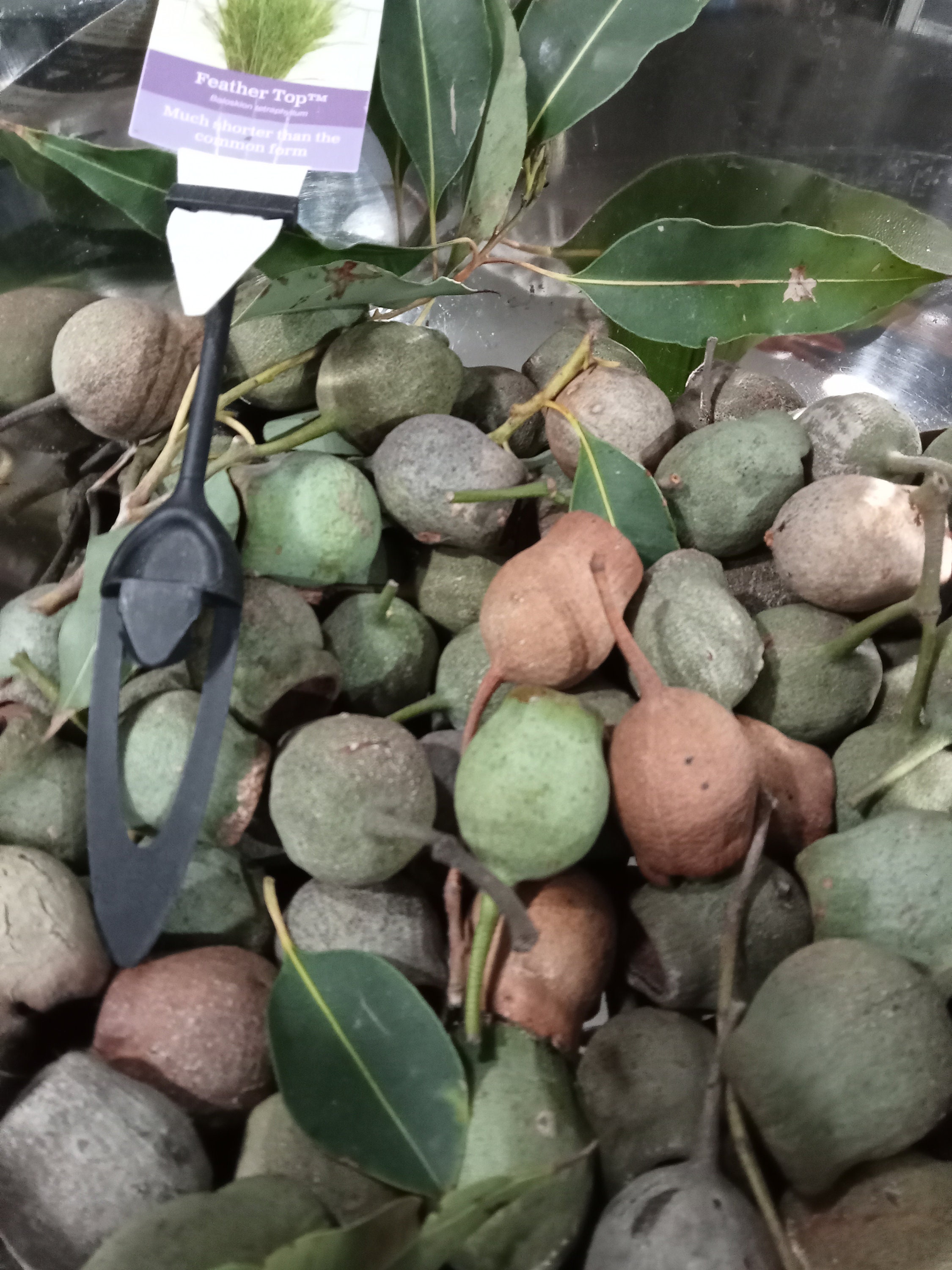 Extra Large Australian Gum Nuts. Australian Nature Supplies Australian ...