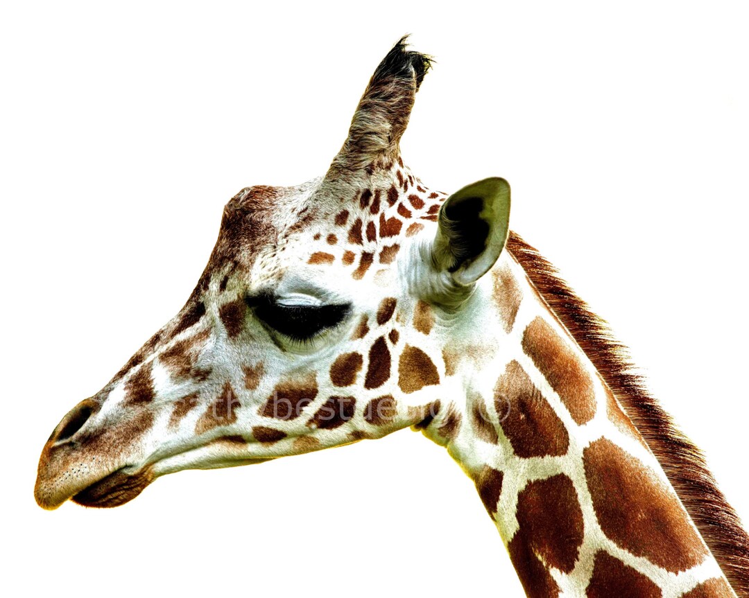 Giraffe Profile Fine Art Photograph - Etsy
