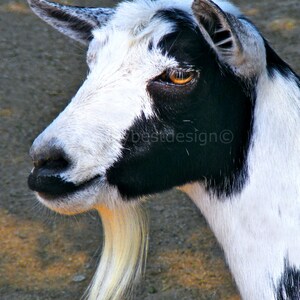 Goat With Moustache and Goatee Handsome Devil Fun Art Photograph - Etsy