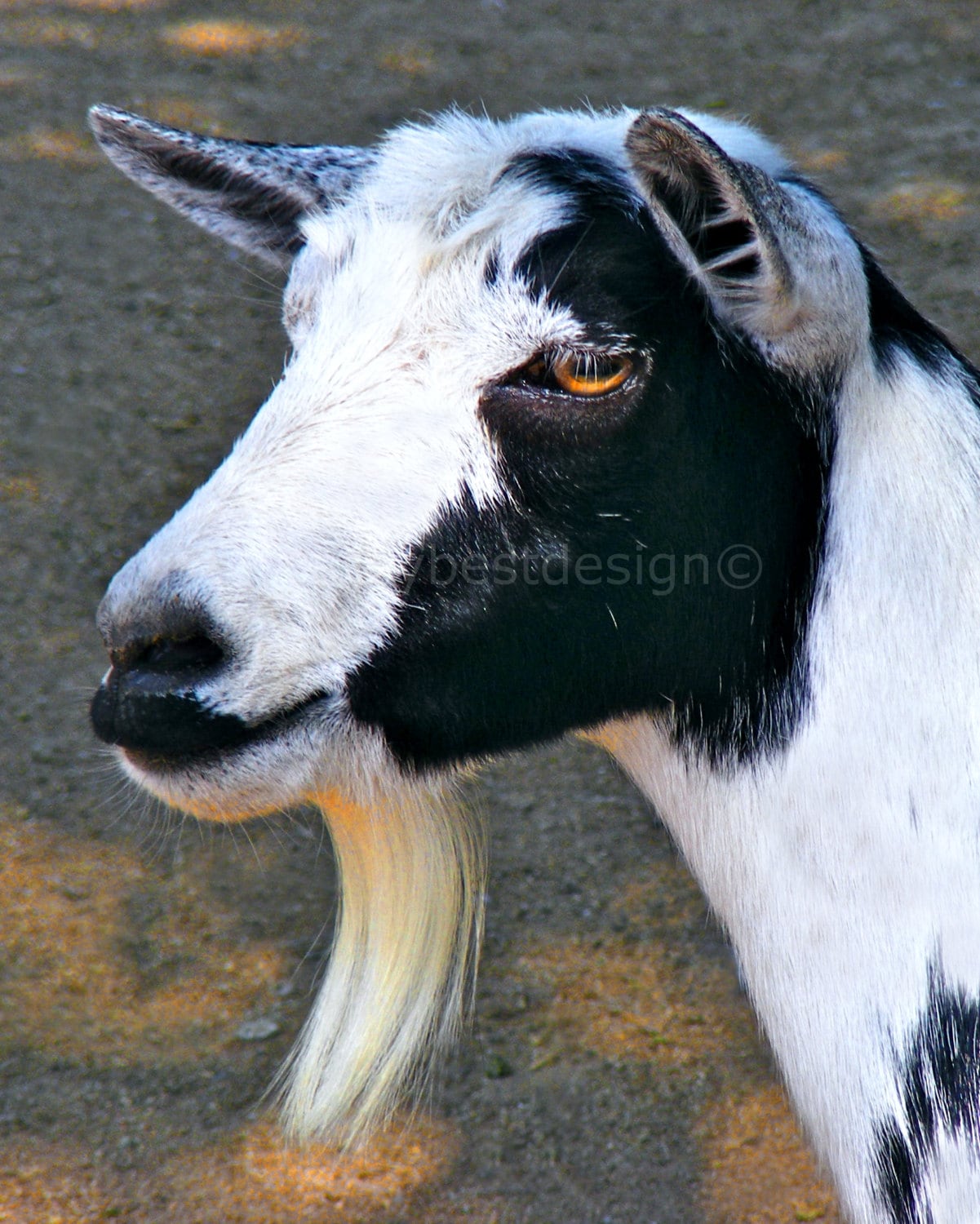 Goat With Moustache and Goatee Handsome Devil Fun Art Photograph - Etsy