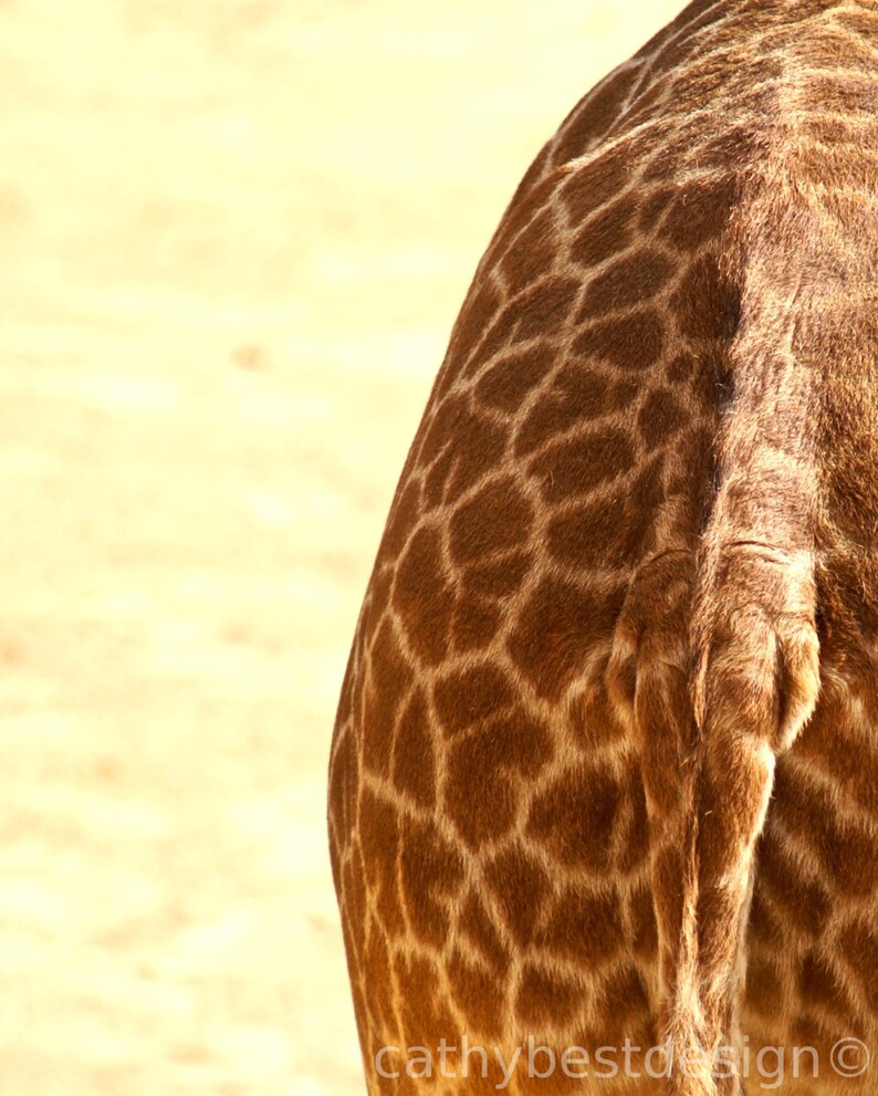 Giraffe Tail Abstract Fun Art Photographgiraffe Tail Abstract Fine Art ...