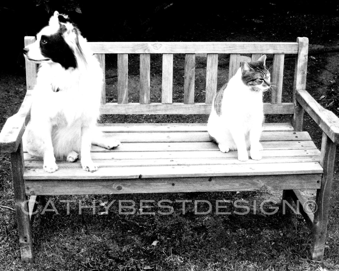 Dog & Cat Wall Art Fotografía Tentative Friends Arte de pared de ...