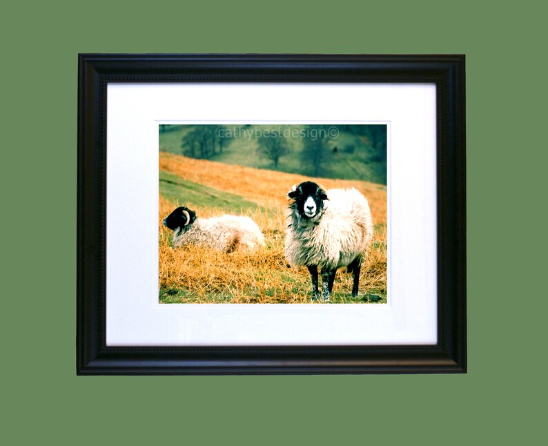 Sheep Inverness Scotland Wall Art Photograph - Etsy