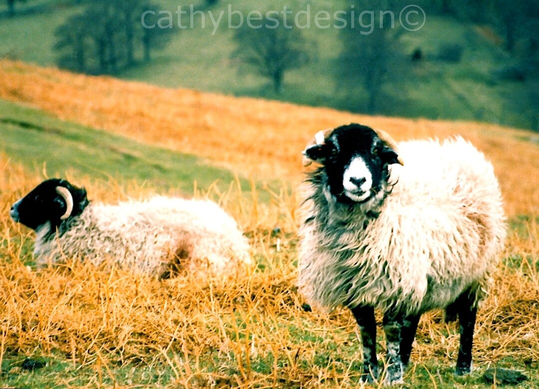 Sheep Inverness Scotland Wall Art Photograph - Etsy