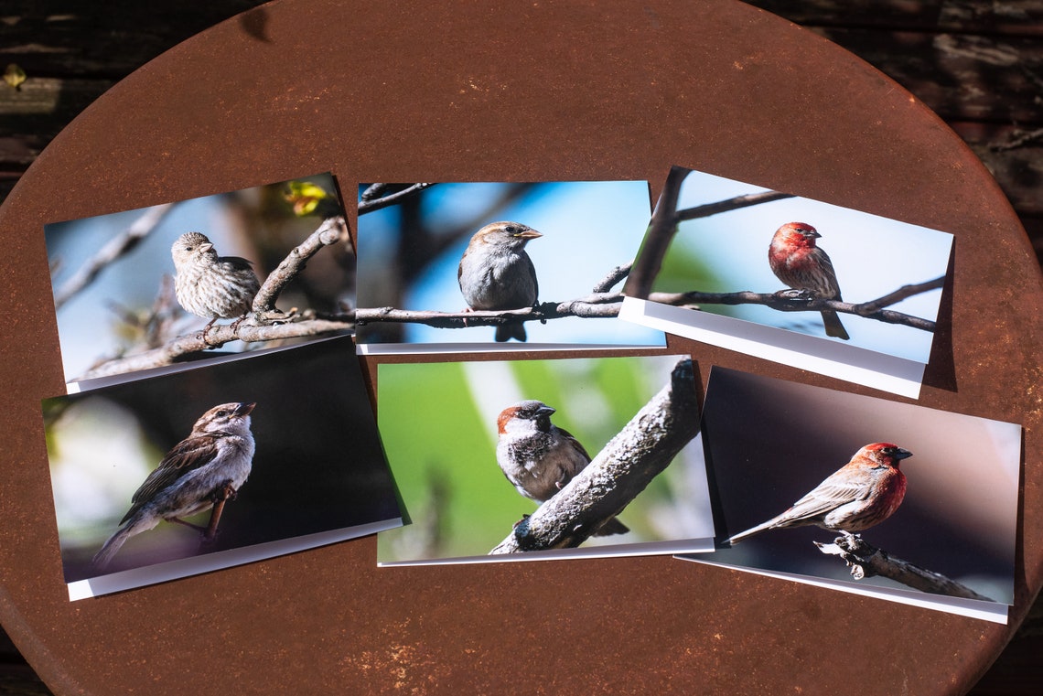 6 Bird Photo Greeting Cards With Envelopes Nature Note Cards | Etsy