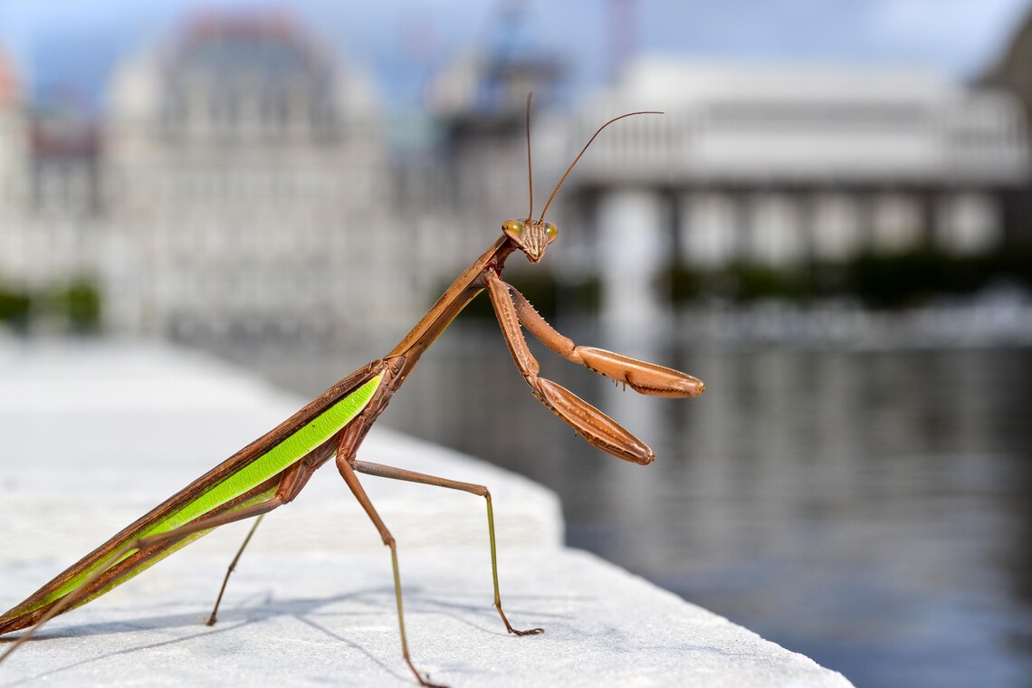 Praying Mantis - Macro Photography - Insect Photo - Nature Art - Wall ...