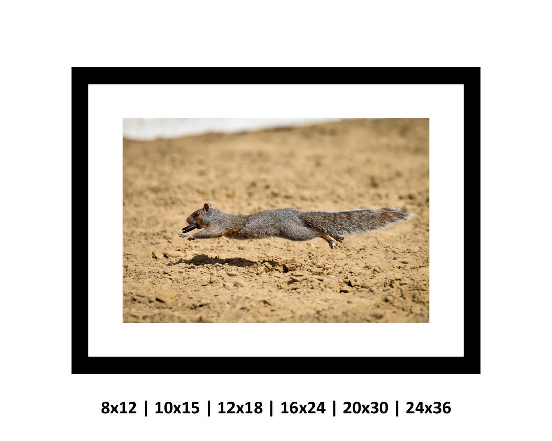 Stolen Oreo, Photography Print, Wall Art, Squirrel Stealing an Oreo - Etsy