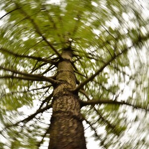 Tree Swirl - Photography - Art - Tree - Nature - Eyewashere - Camera ...