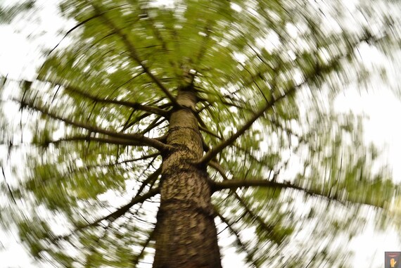 Tree Swirl photography art tree nature EyeWasHere | Etsy