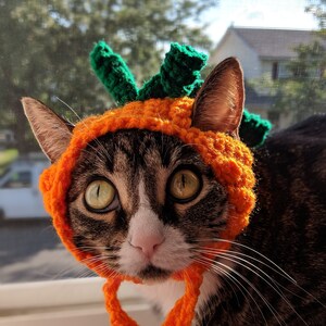 MADE TO ORDER Pumpkin Cat Hat-cat Hats- Hats for Cats- Pumpkin Cat ...