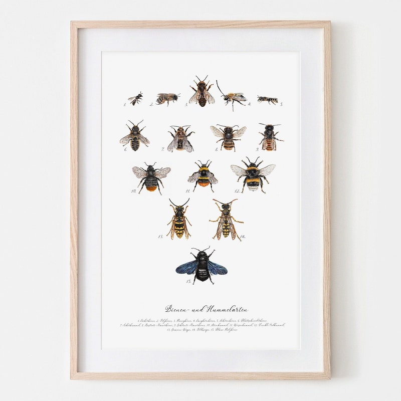 Scientific Bee Print - Etsy