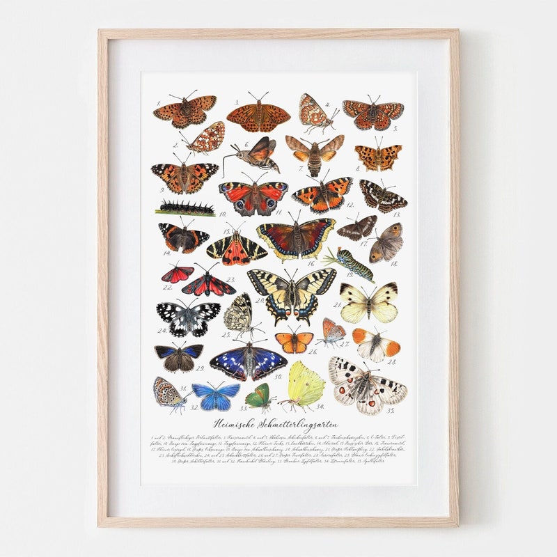 Butterfly Poster - Etsy