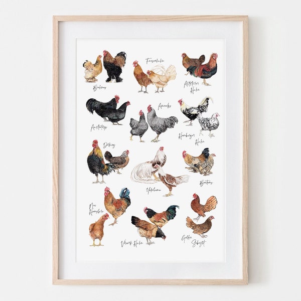 Chicken Breeds Poster - Etsy