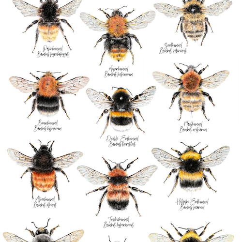 Bumblebee Species Art Print A4 Bee Poster - Etsy