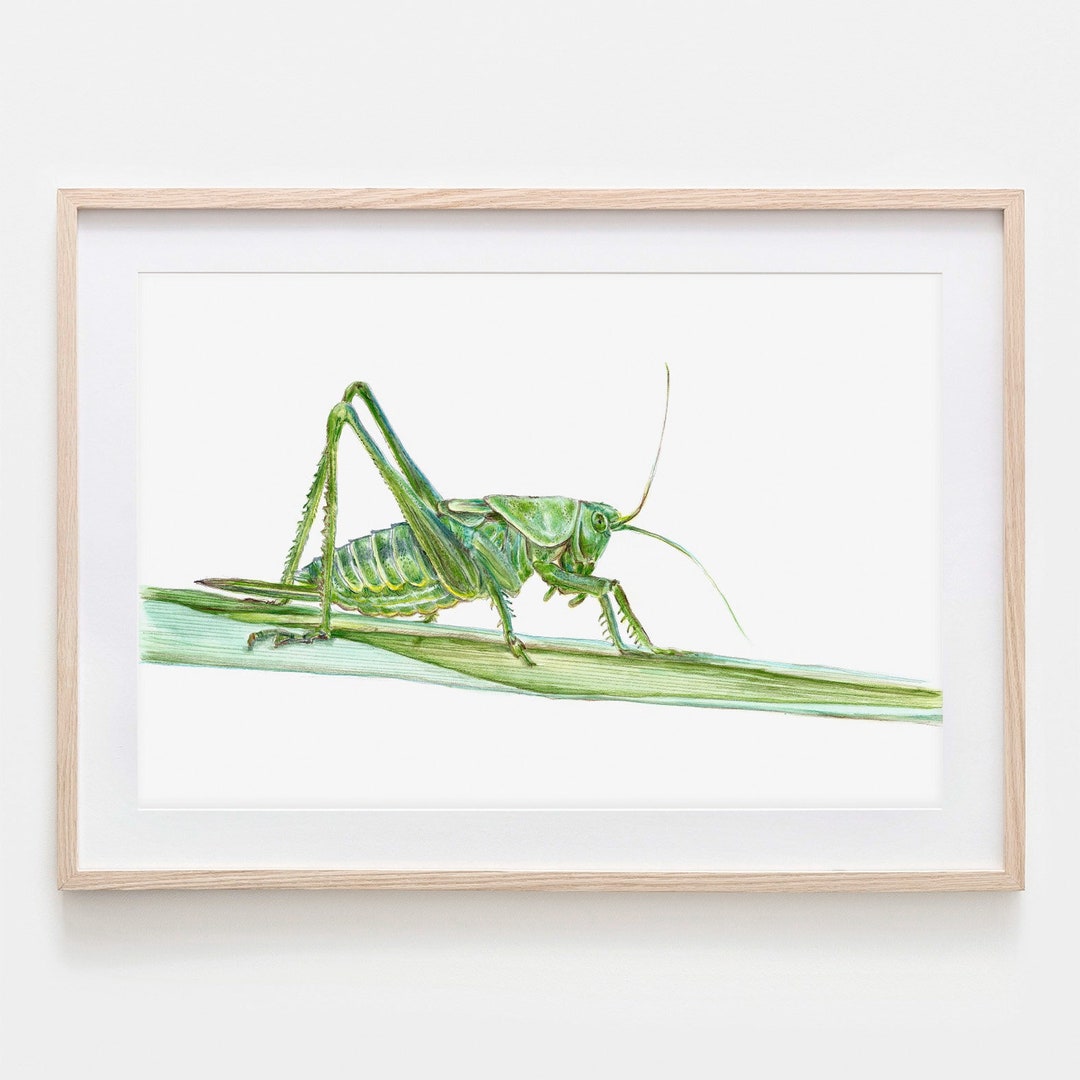 Green Grasshopper, Locust, Insects, Drawing, Fine Art Print ...