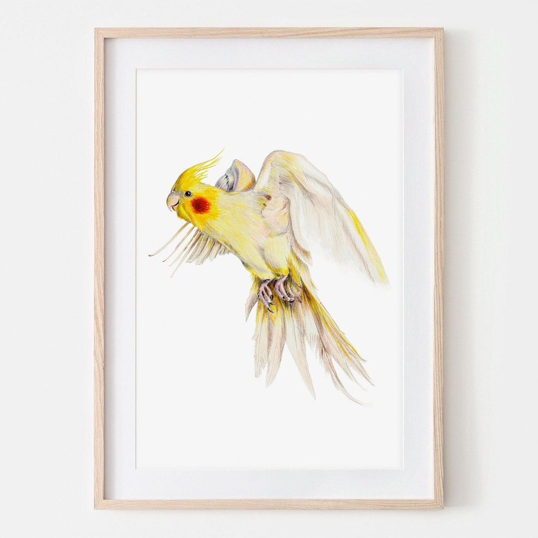 Cockatiel, Drawing, Fine Art Print, Giclée Print, Bird Poster, Bird ...
