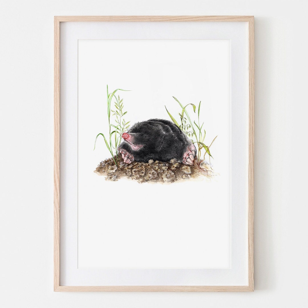 Mole, Drawing, Fine Art Print, Giclée Print, Animal Poster, Animal ...