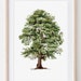 Linden Tree, Deciduous Trees, Drawing, Tree Poster, Fine Art Print ...