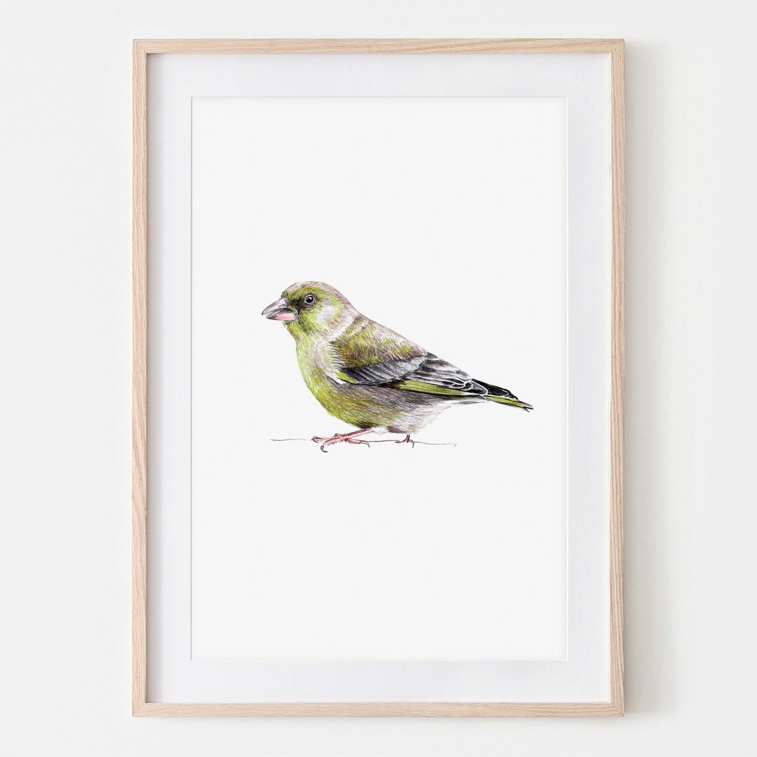 Greenfinch, Drawing, Fine Art Print, Giclée Print, Bird Poster, Bird ...